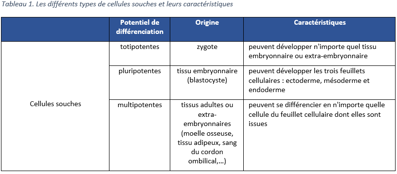 Quel est le positionnement des cellules souches mésenchymateuses (MSC ...
